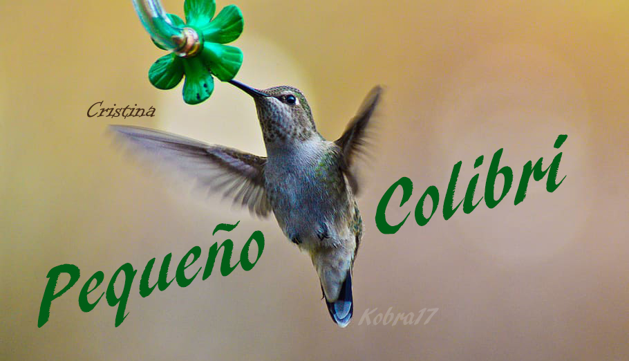 Pequeño Colibrí - Kobra17.com